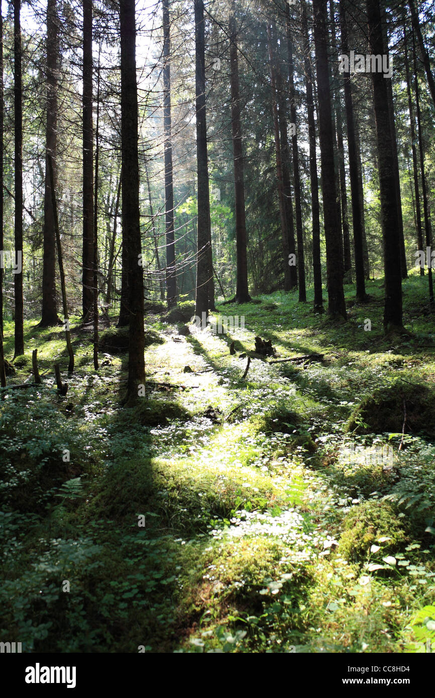 Deep spruce forest High Resolution Stock Photography and Images - Alamy