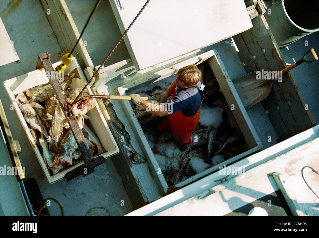 Fisherman in fishing trawler is unloading the cath of the day in ...
