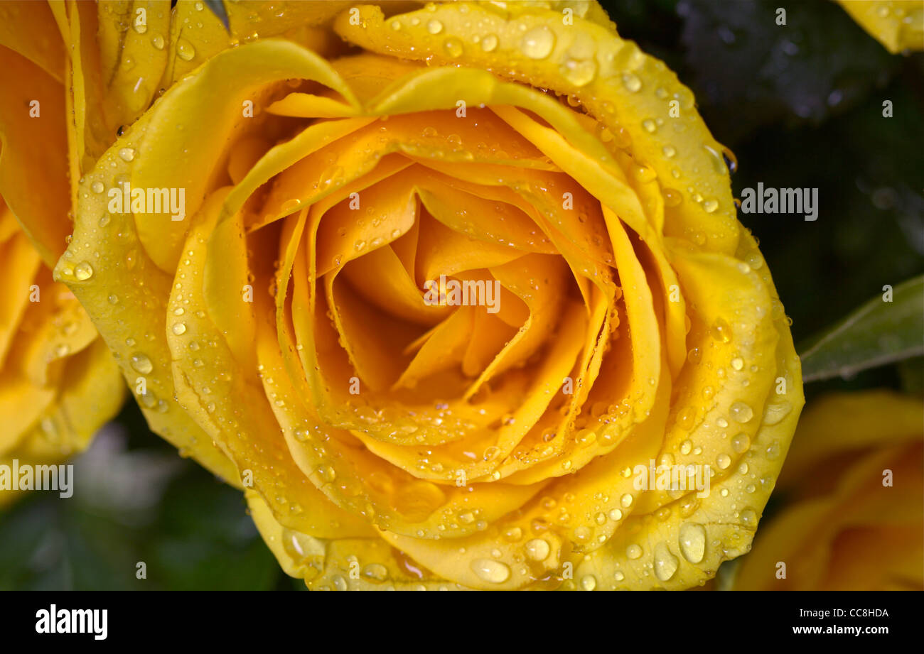 Yellow rose drops dew hi-res stock photography and images - Alamy