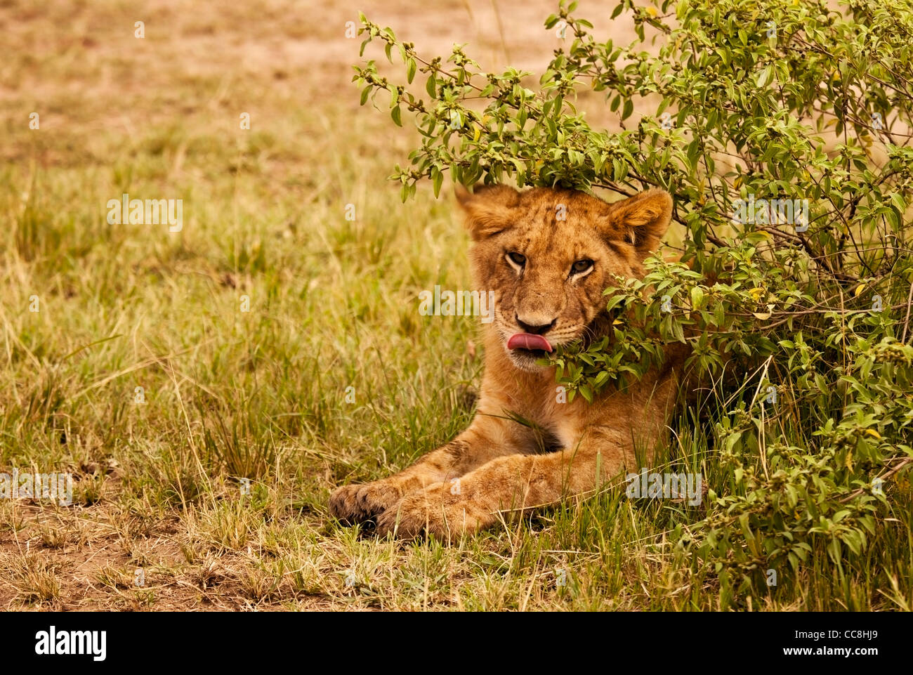 Kenya - Masai Mara - Lion Cub Early Morning Stock Photo - Alamy