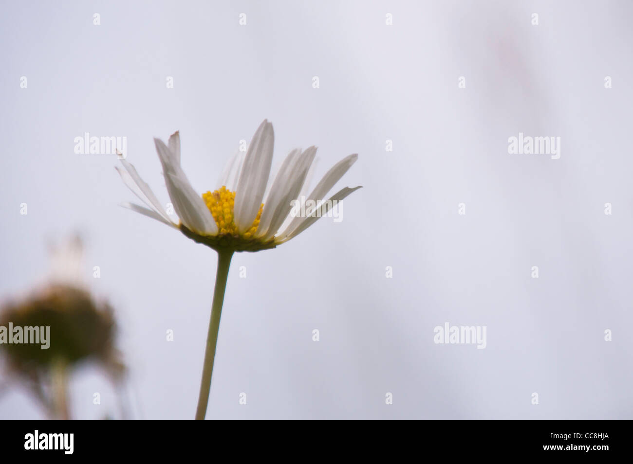 Single flower white background hi-res stock photography and images - Alamy