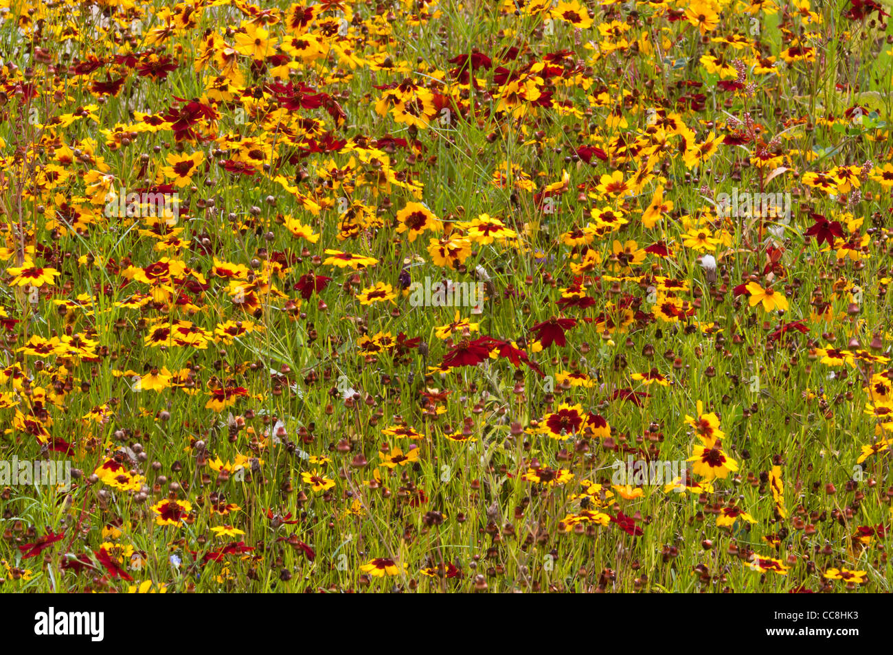 Wild flower meadow Stock Photo - Alamy