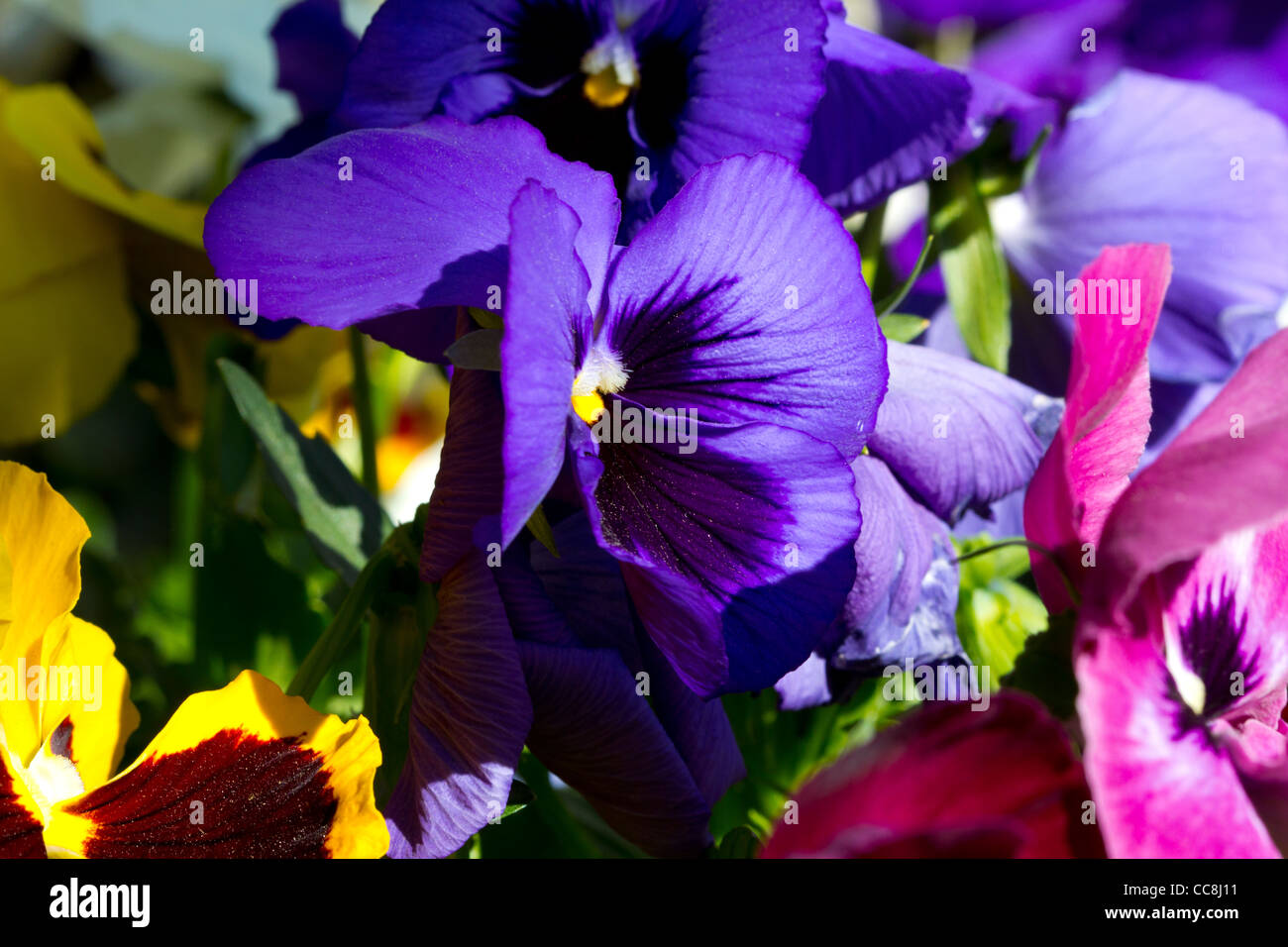 Villa and flowers hi-res stock photography and images - Alamy