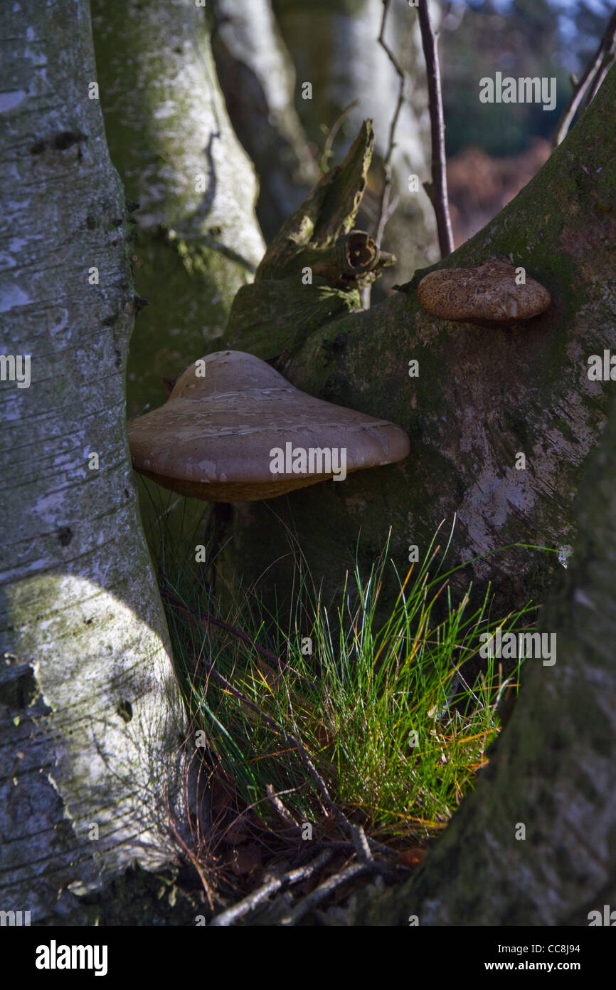 Birch polypores (Piptoporus betulinus Stock Photo - Alamy