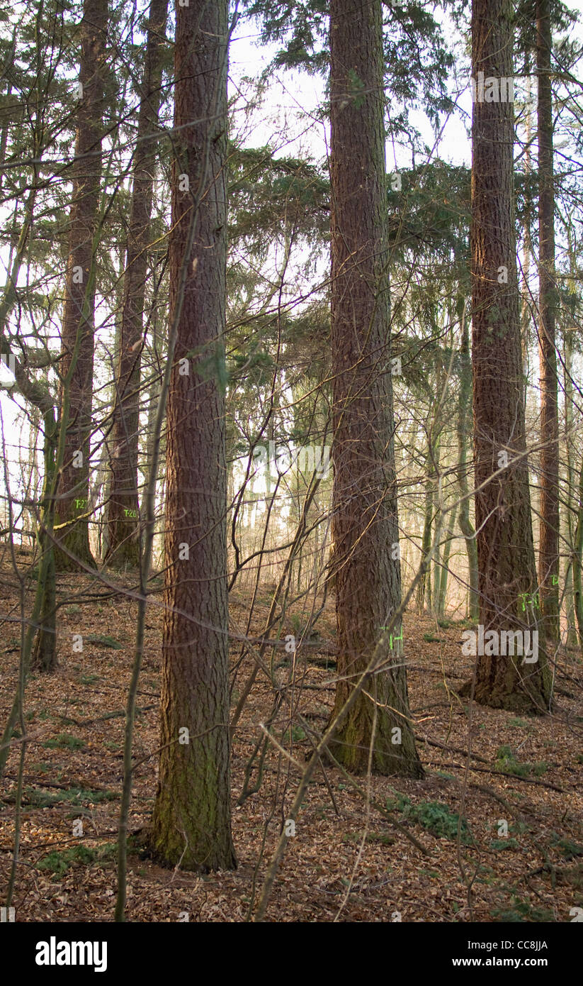 Big douglas fir tree hi-res stock photography and images - Alamy