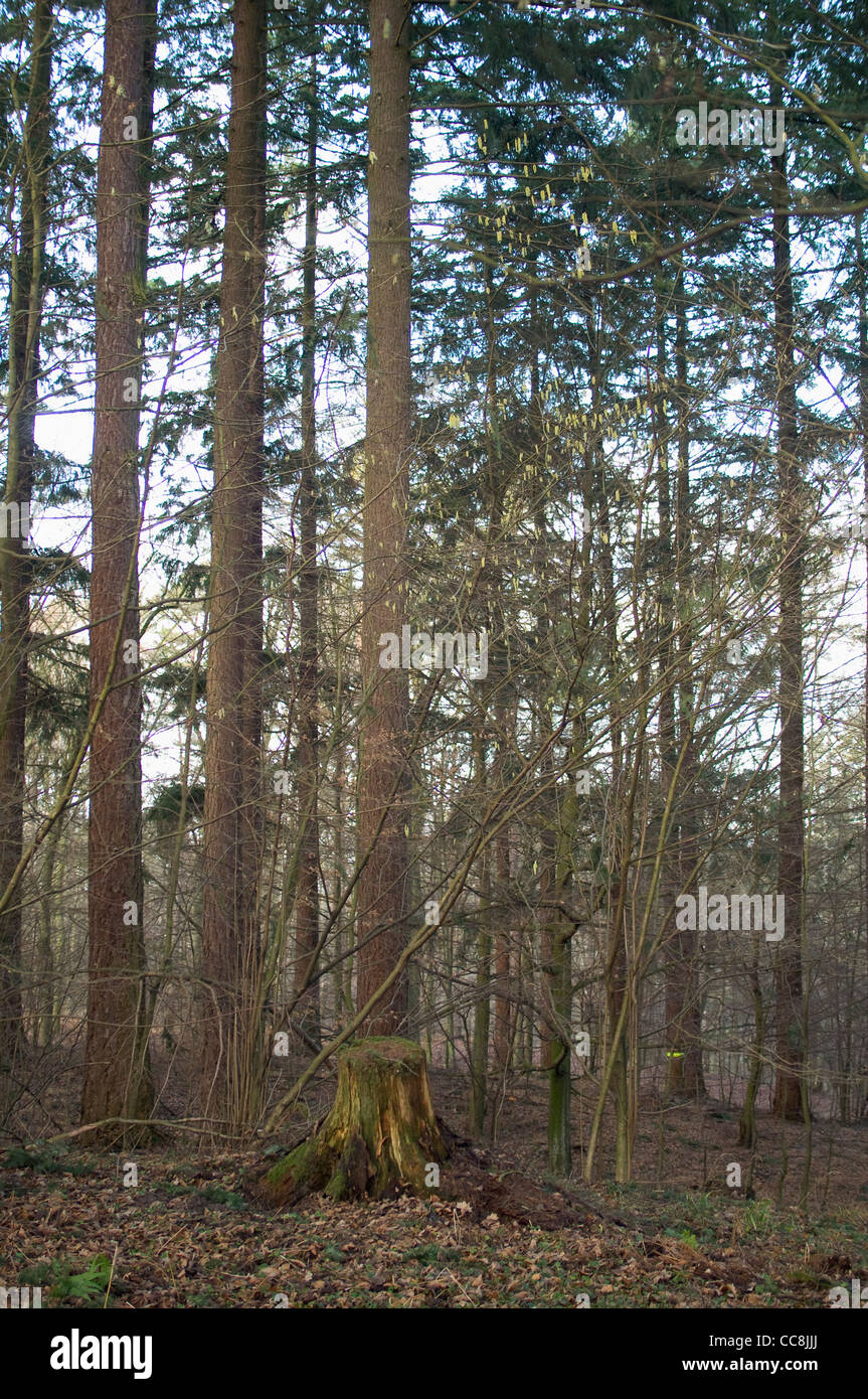 Rarity trees hi-res stock photography and images - Alamy