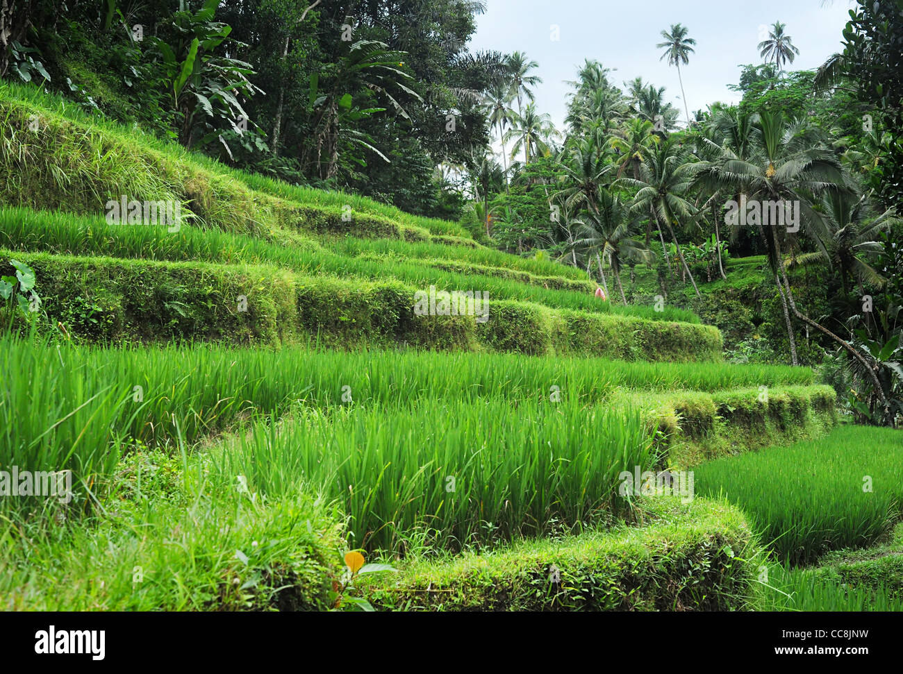 Rice field in tropical forest in Bali, Indonesia Stock Photo - Alamy