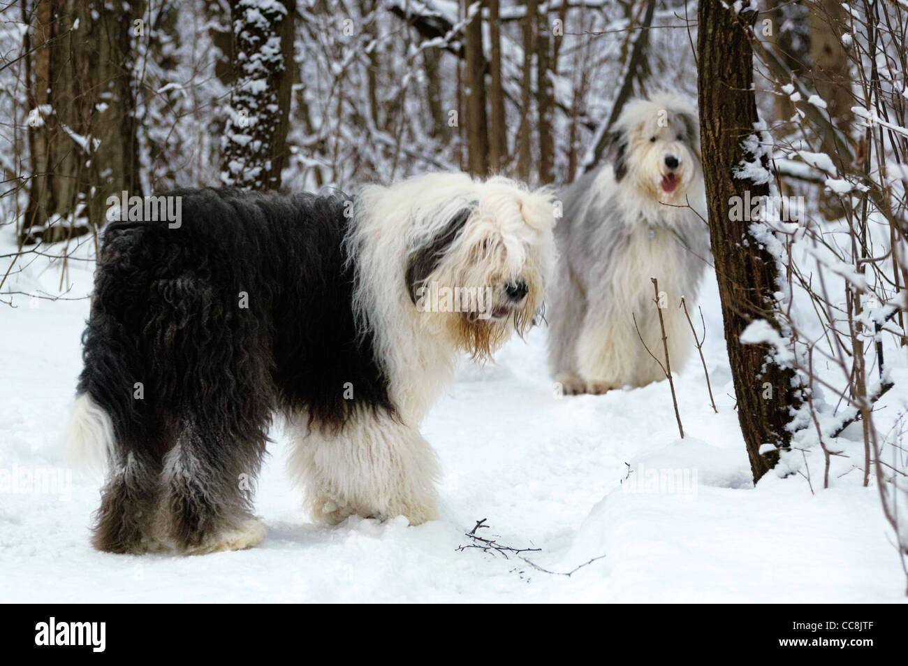 Two Old English Sheepdogs in snowy forest Stock Photo - Alamy