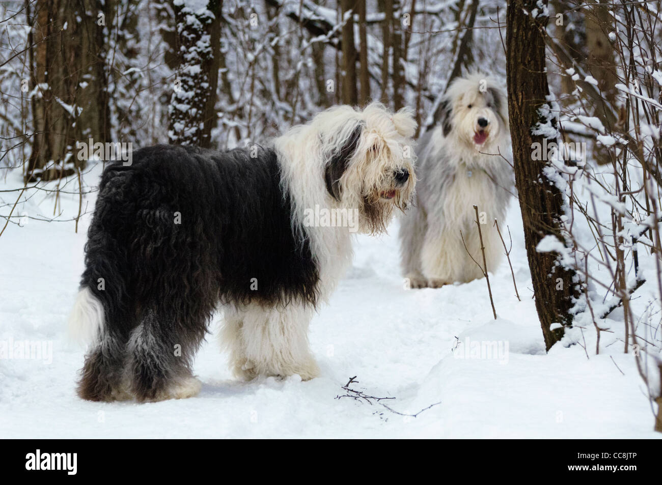 Old english sheepdogs hi-res stock photography and images - Alamy