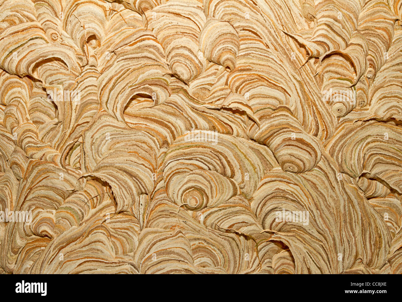 Wasp paper texture hi-res stock photography and images - Alamy