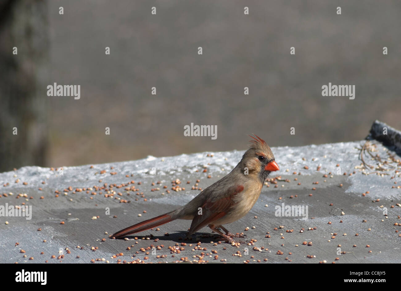 female northern cardinal bird with bird seed Stock Photo - Alamy