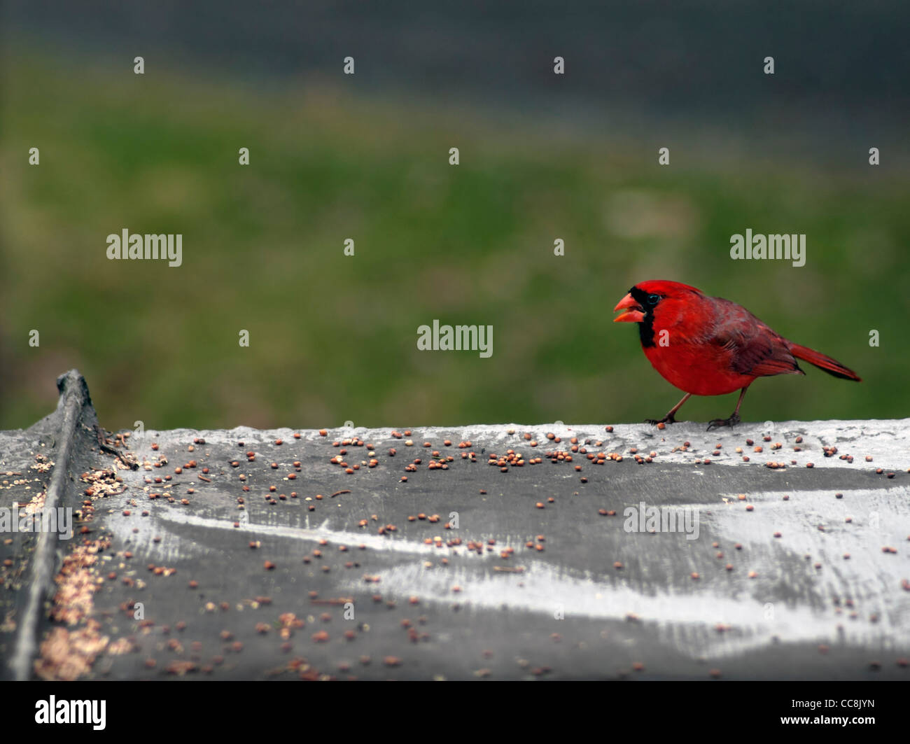 northern cardinal bird with birdseed Stock Photo - Alamy