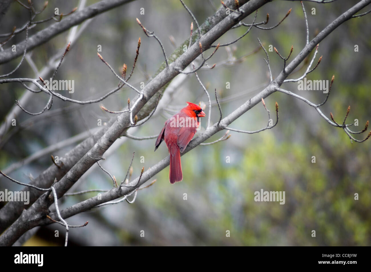 northern cardinal bird perched on a tree branch Stock Photo - Alamy
