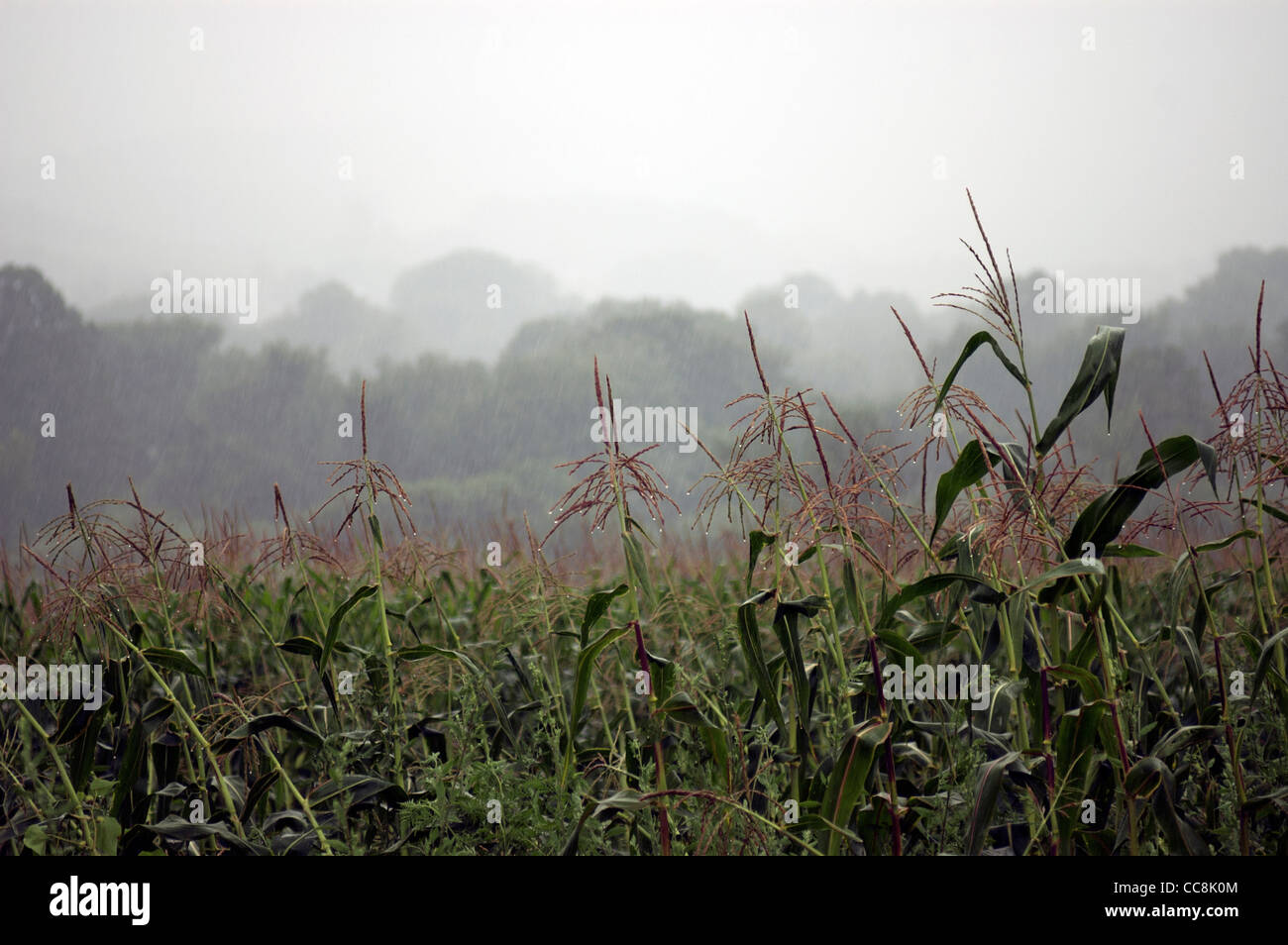 corn stalks in the rain Stock Photo - Alamy