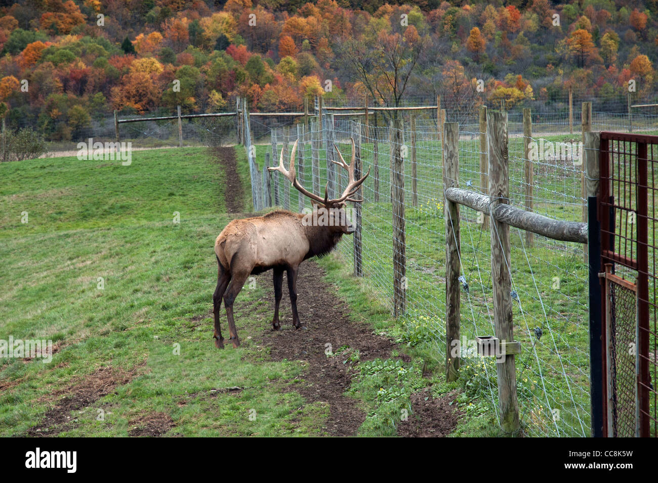 Elk moose with antlers on an elk farm Stock Photo - Alamy