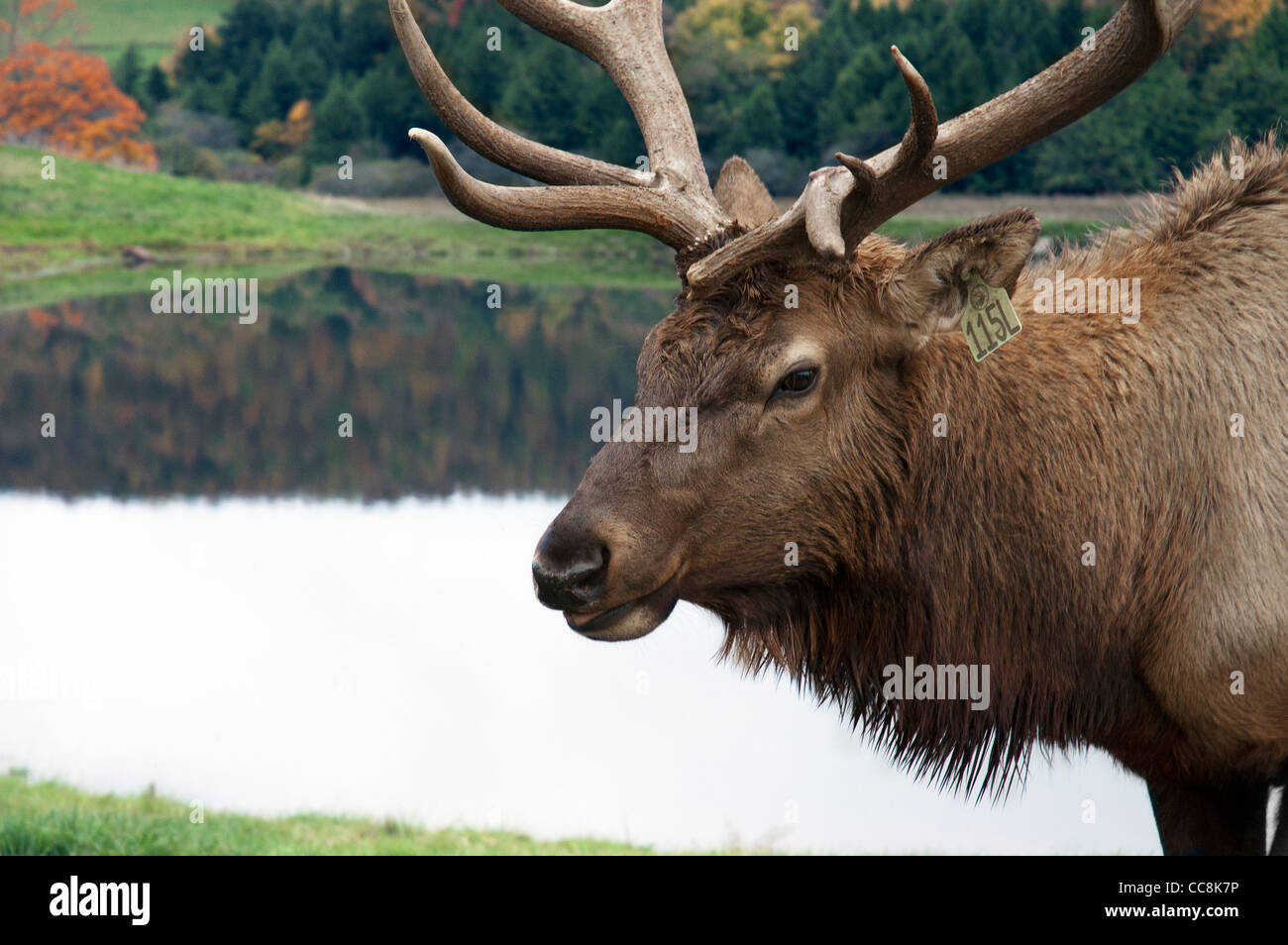 Elk moose with antlers on an elk farm Stock Photo - Alamy