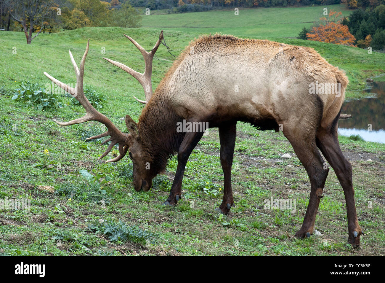 Antlers from behind hi-res stock photography and images - Alamy