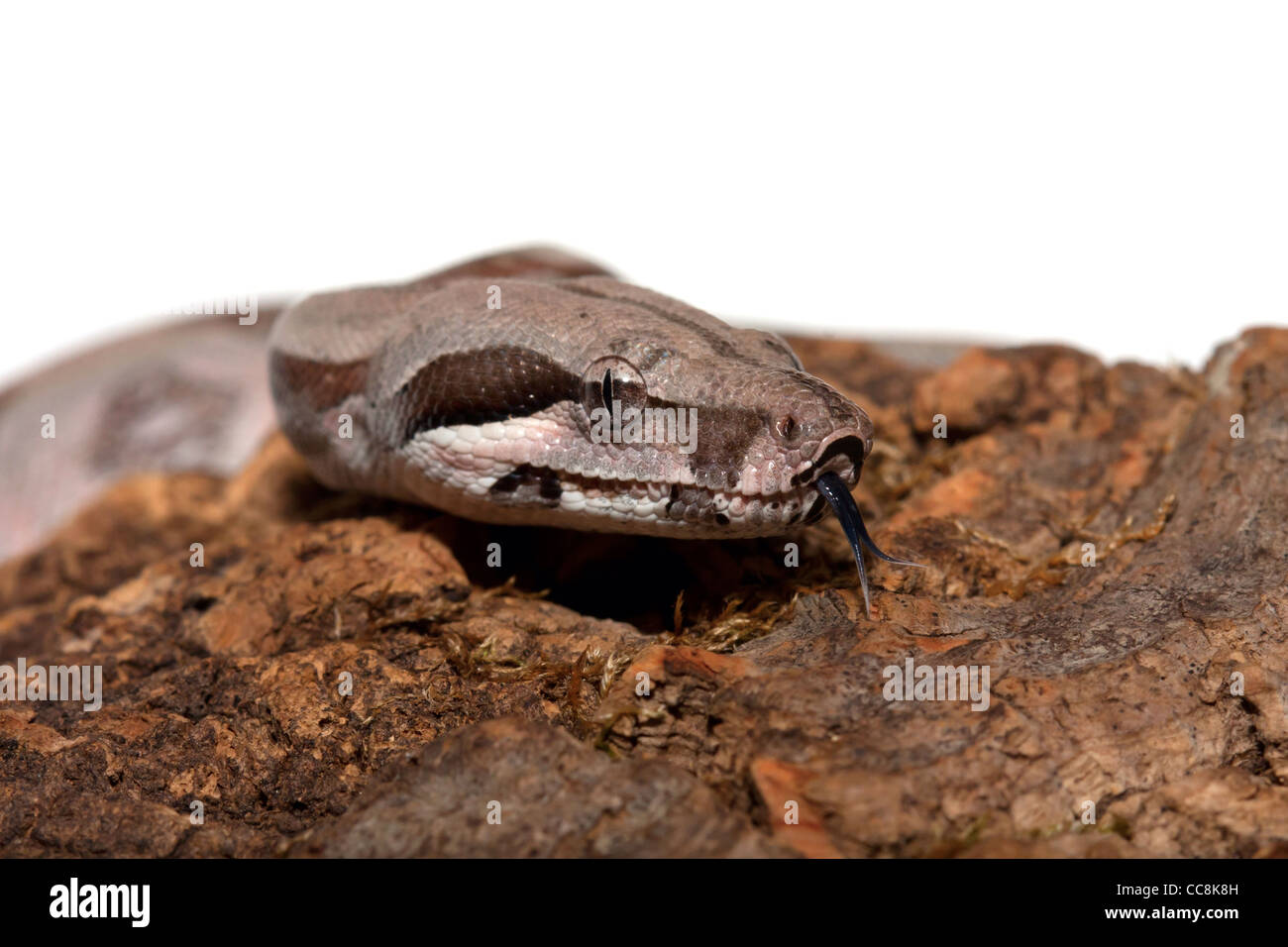 Boa constrictor portrait Stock Photo - Alamy