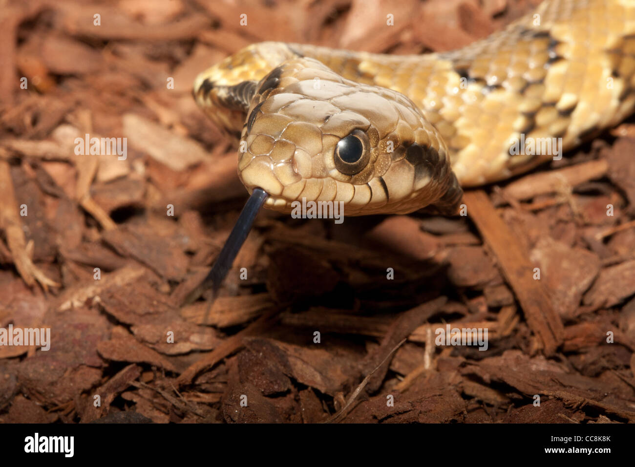 False cobra hi-res stock photography and images - Alamy
