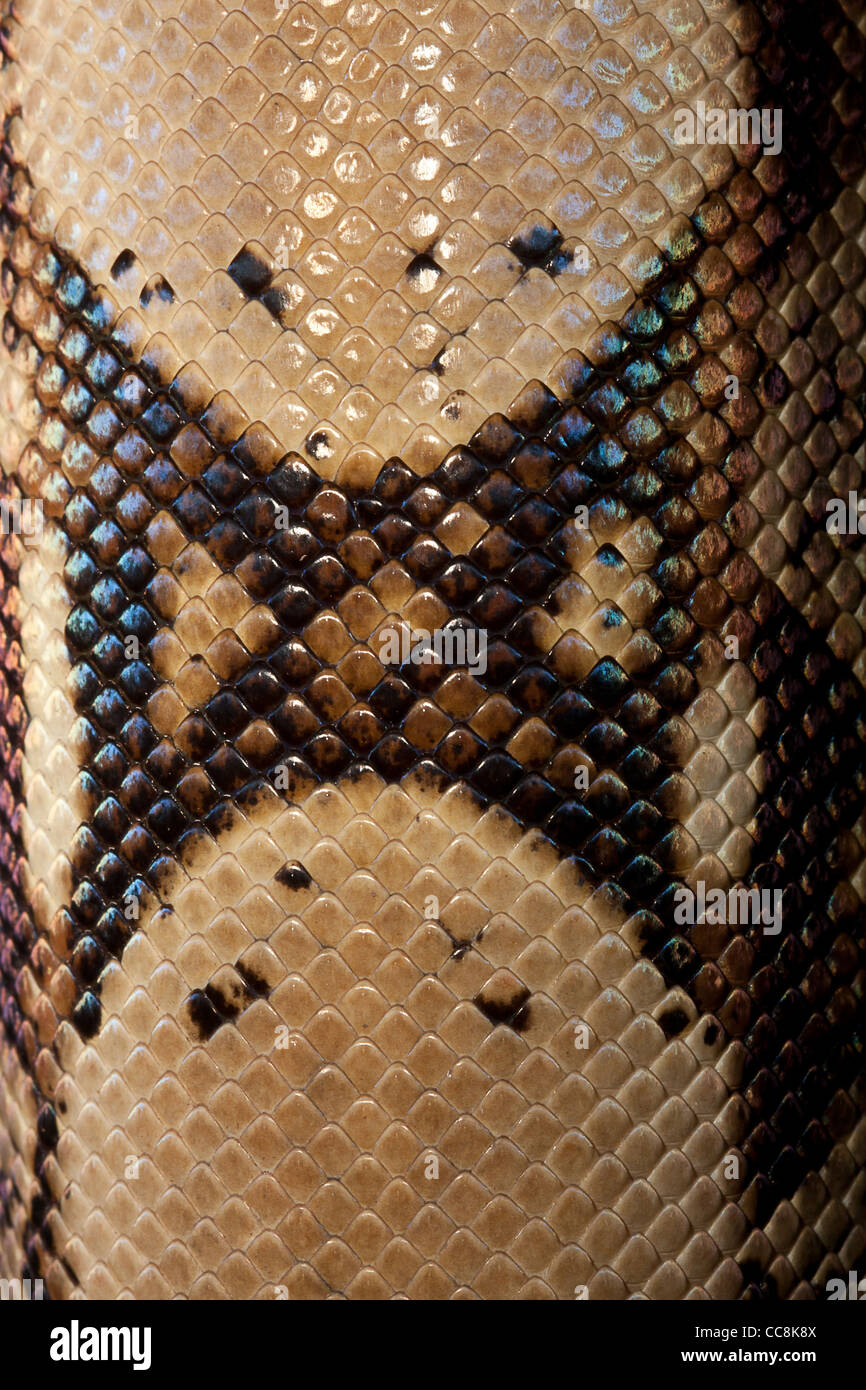 Snake scales hi-res stock photography and images - Alamy
