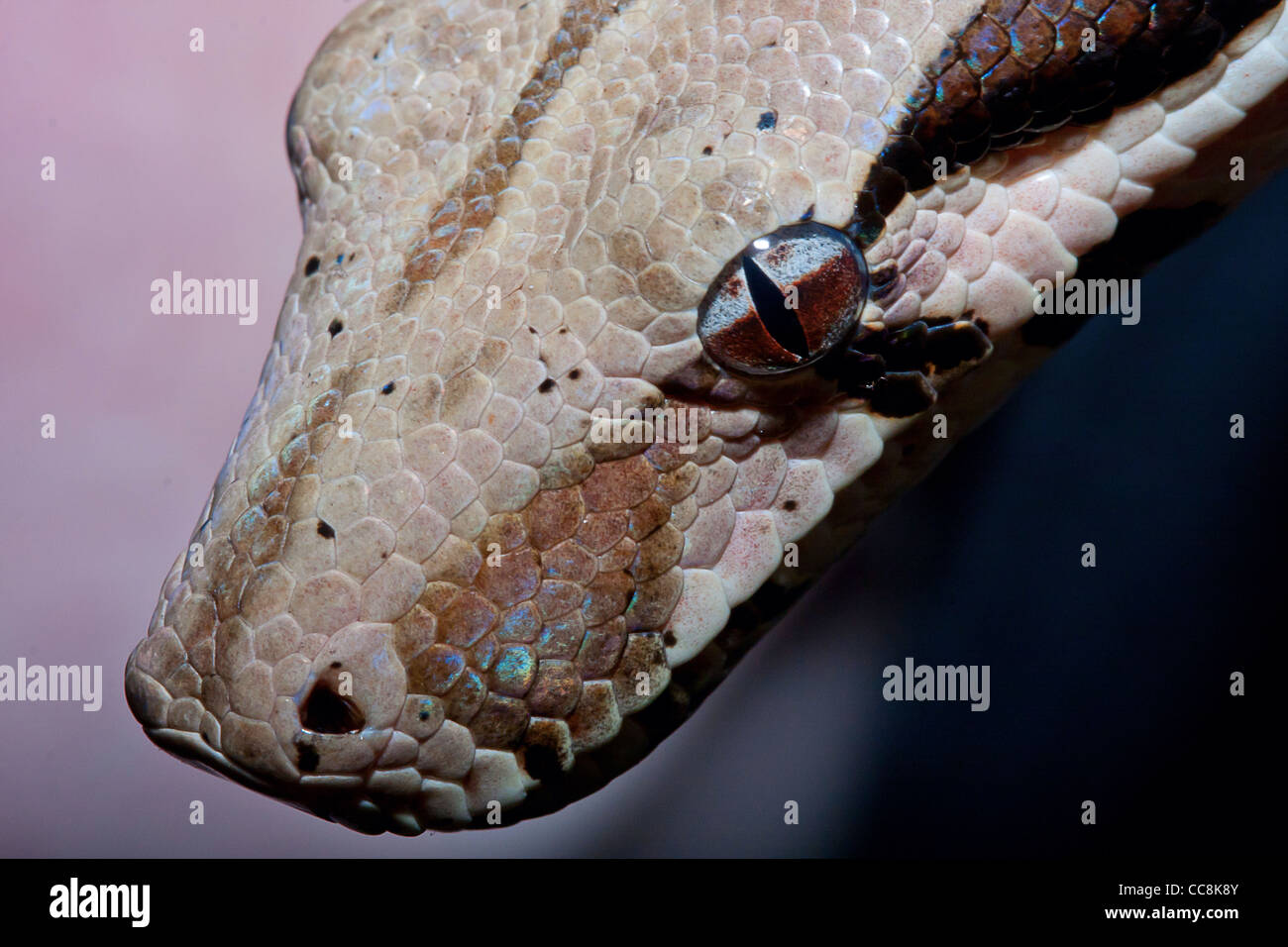 Python face hi-res stock photography and images - Alamy