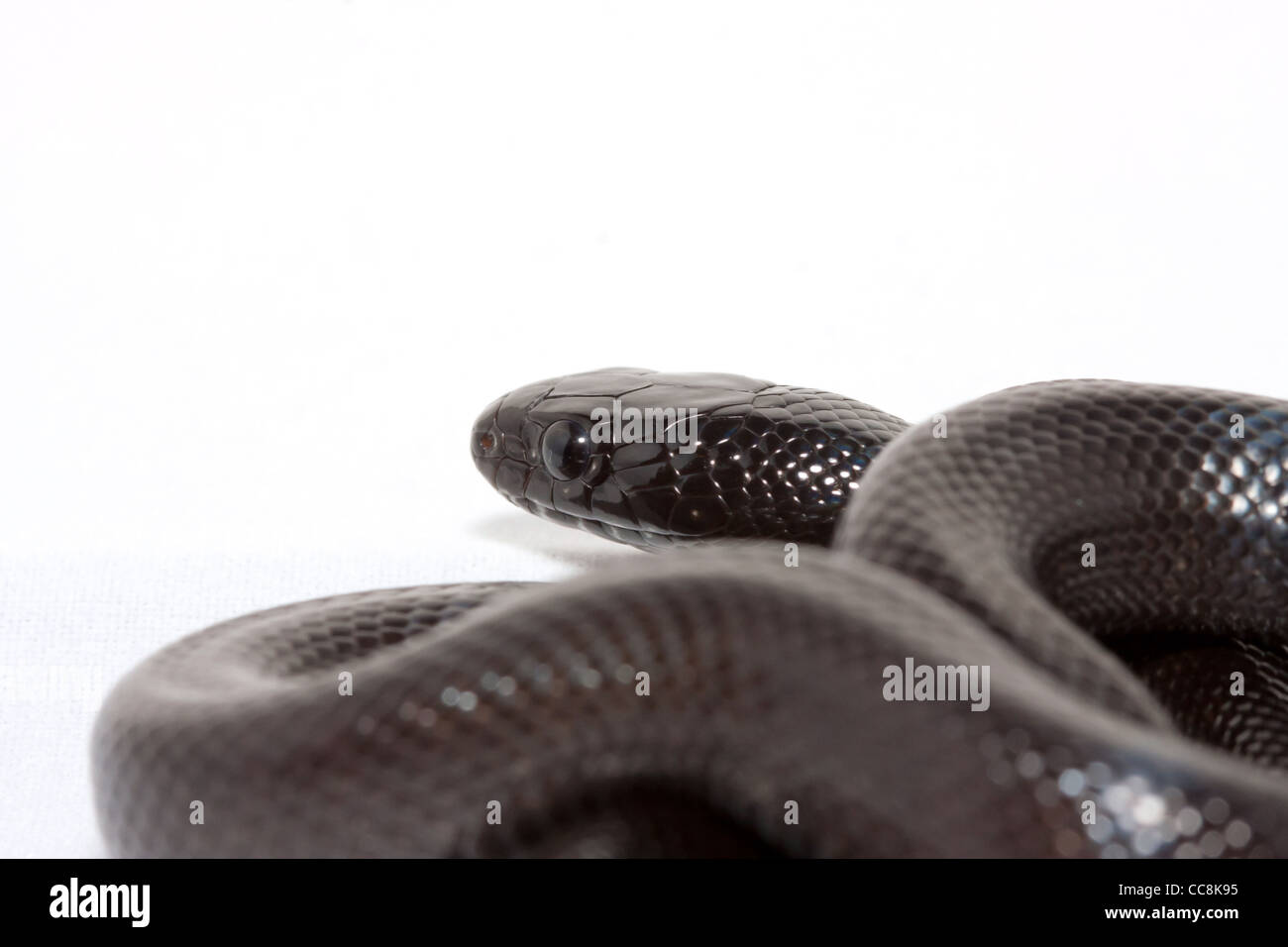 Mexican king snake Stock Photo - Alamy