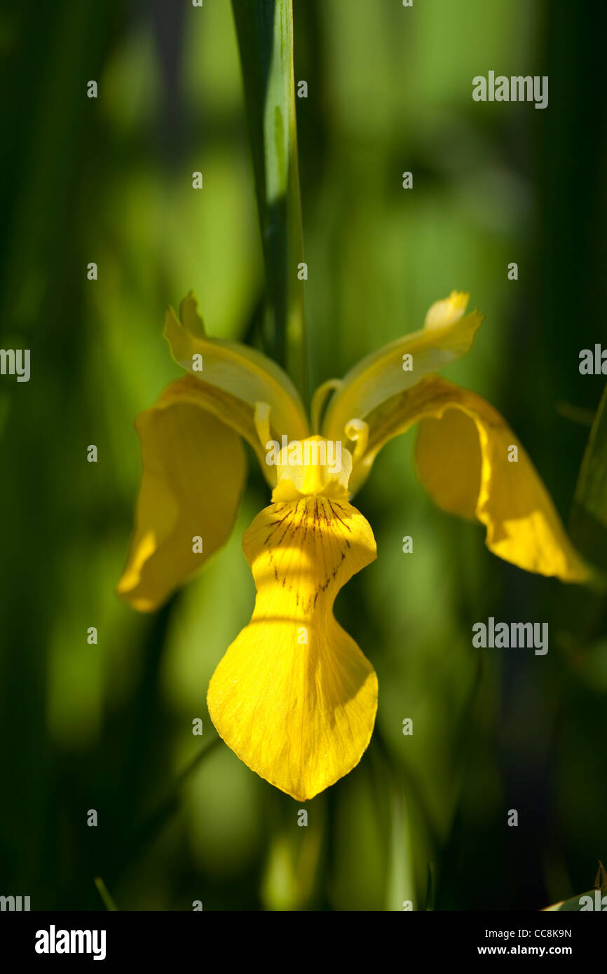 Single stem iris hi-res stock photography and images - Alamy