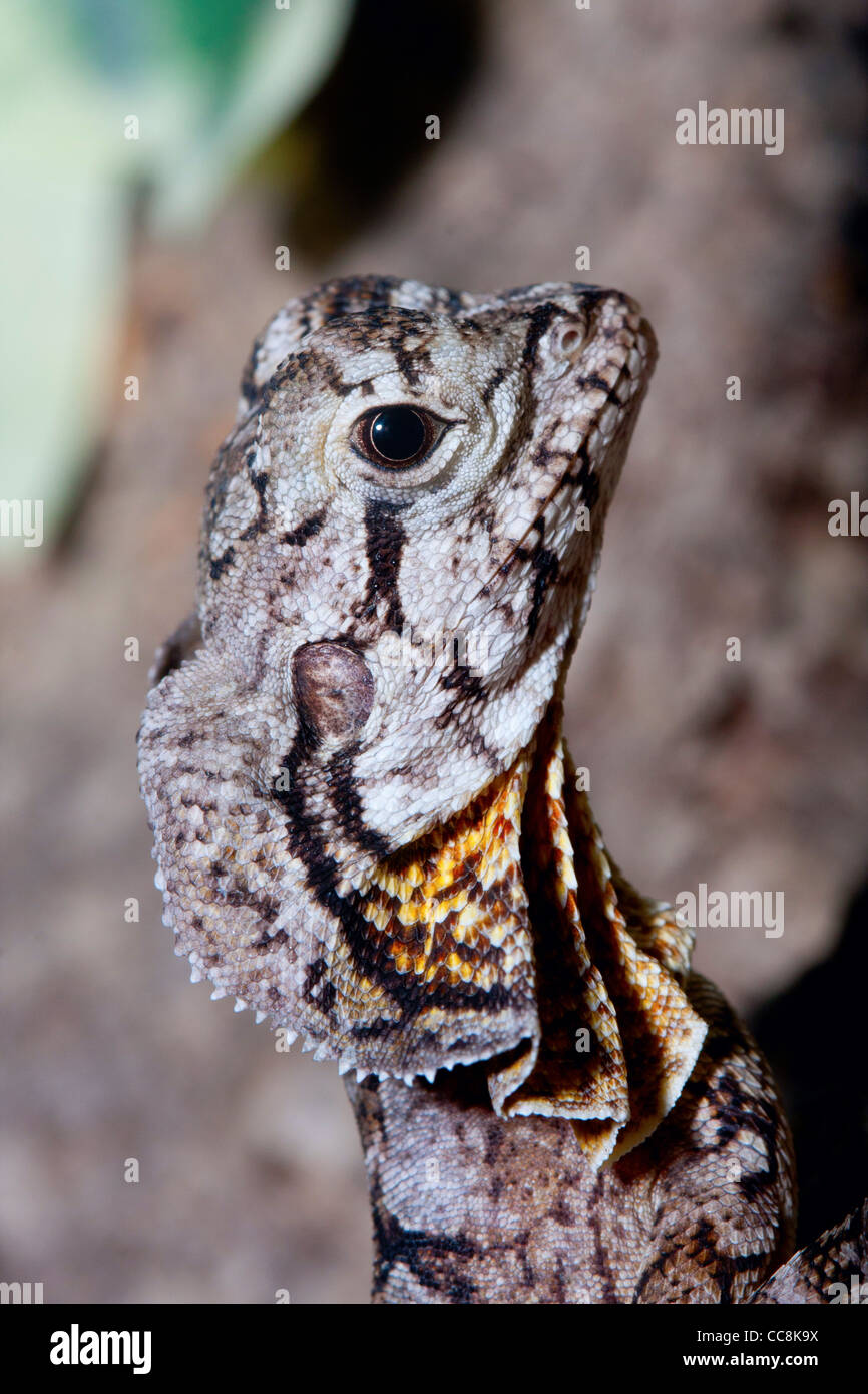 Frill neck lizard Stock Photo - Alamy