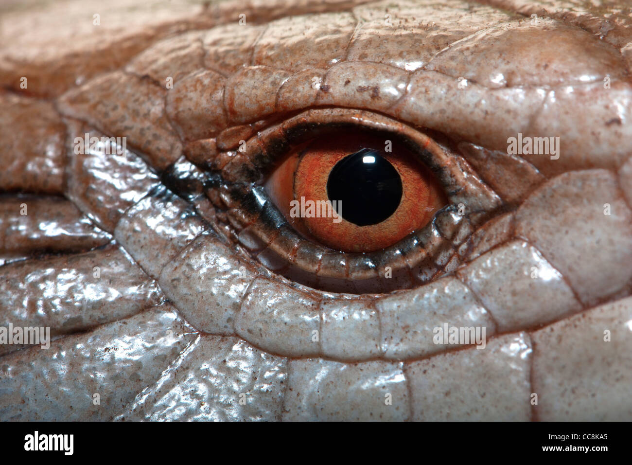 Blue tongue skink eye Stock Photo - Alamy