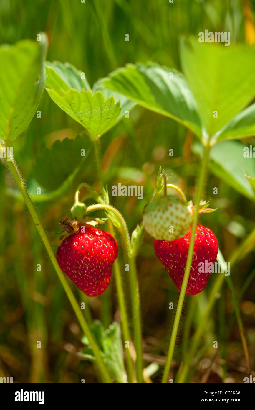 Strawberry plant hi-res stock photography and images - Alamy