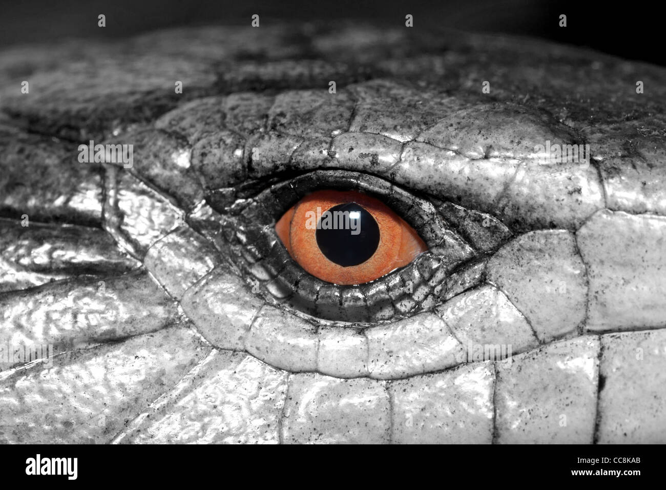 Eye of the lizard Stock Photo - Alamy