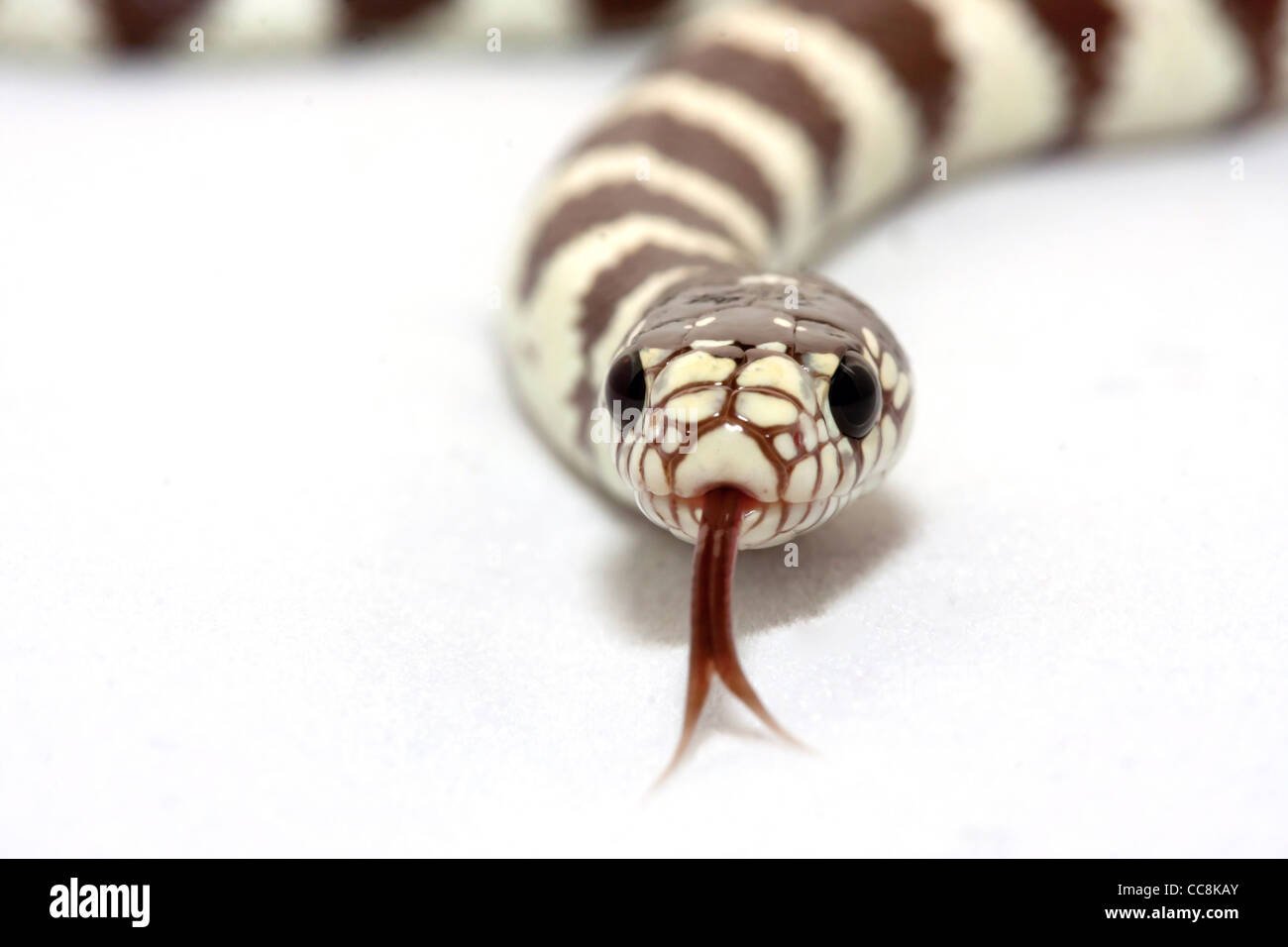 Banded Californian King snake Stock Photo - Alamy