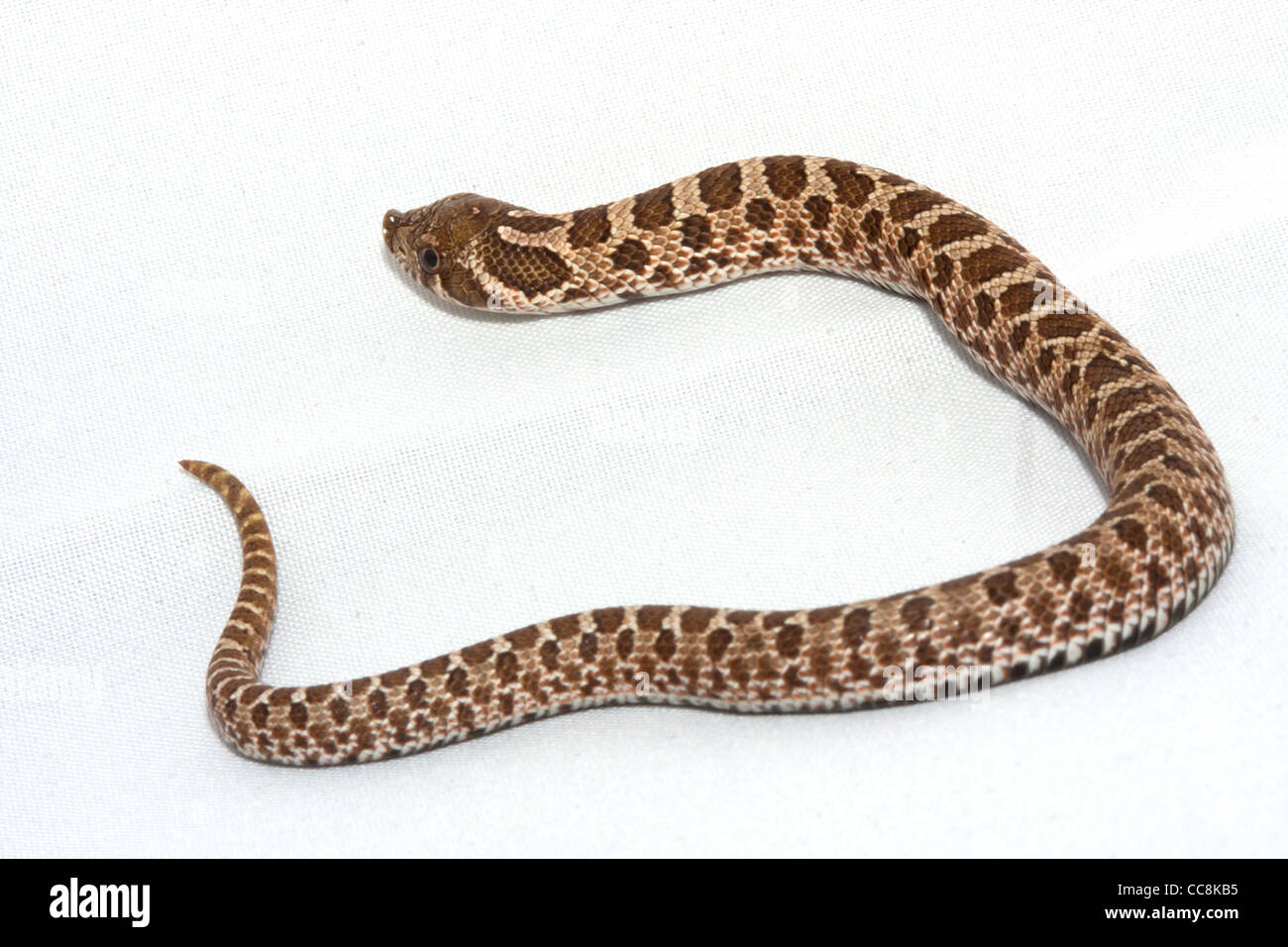 Hog nose viper Stock Photo - Alamy