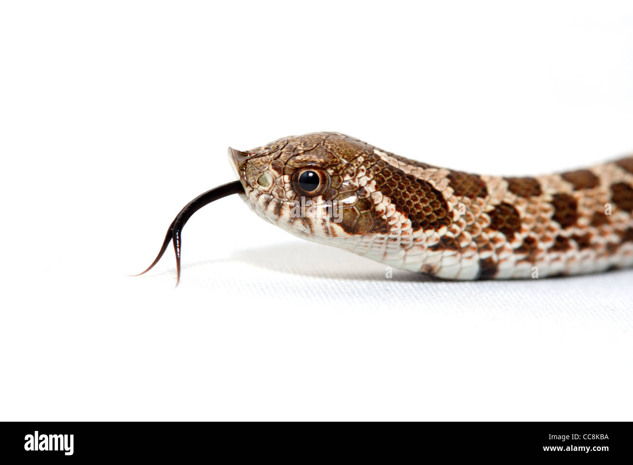 Hog nose viper Stock Photo - Alamy