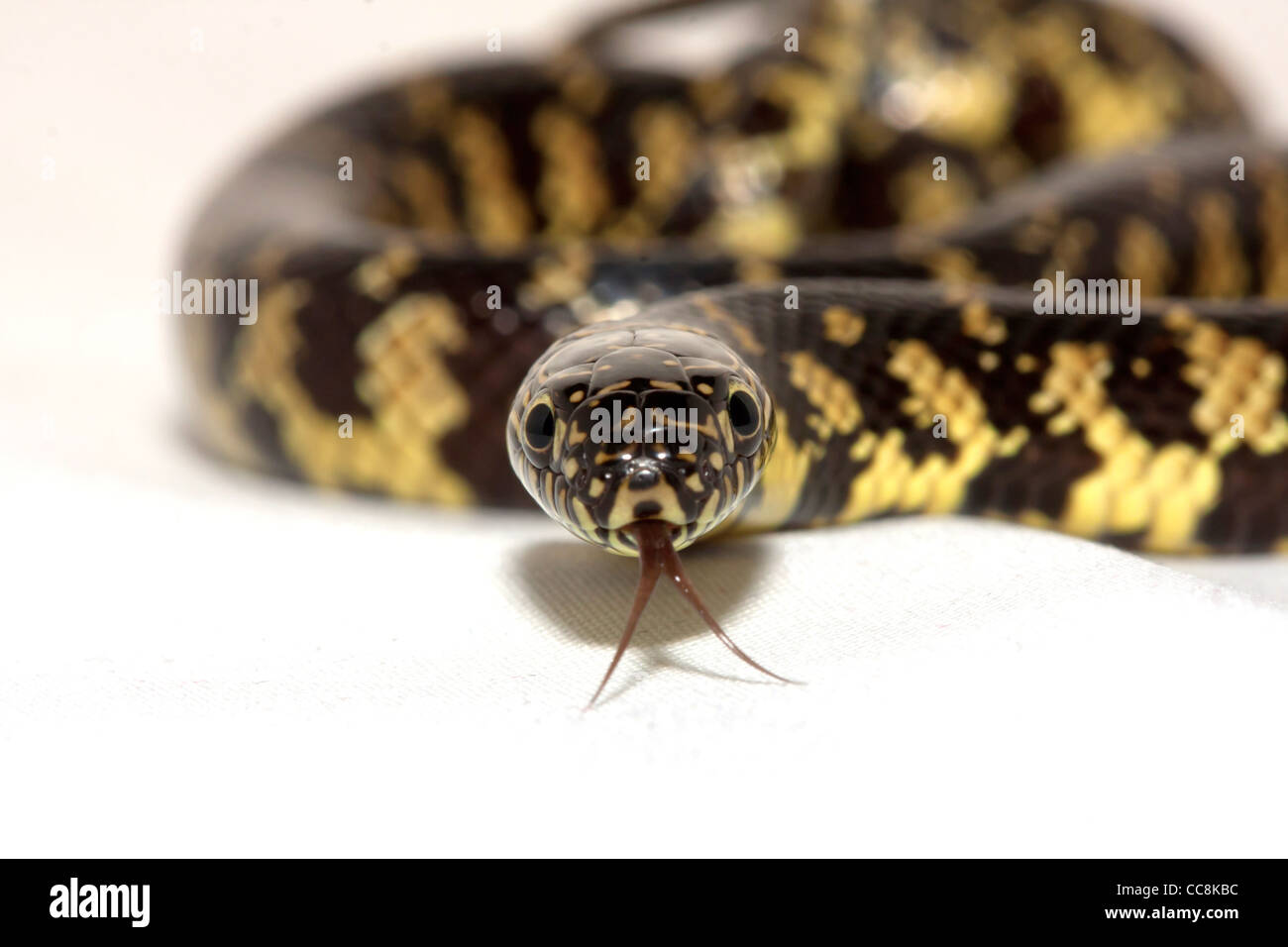 Florida King snake Stock Photo - Alamy