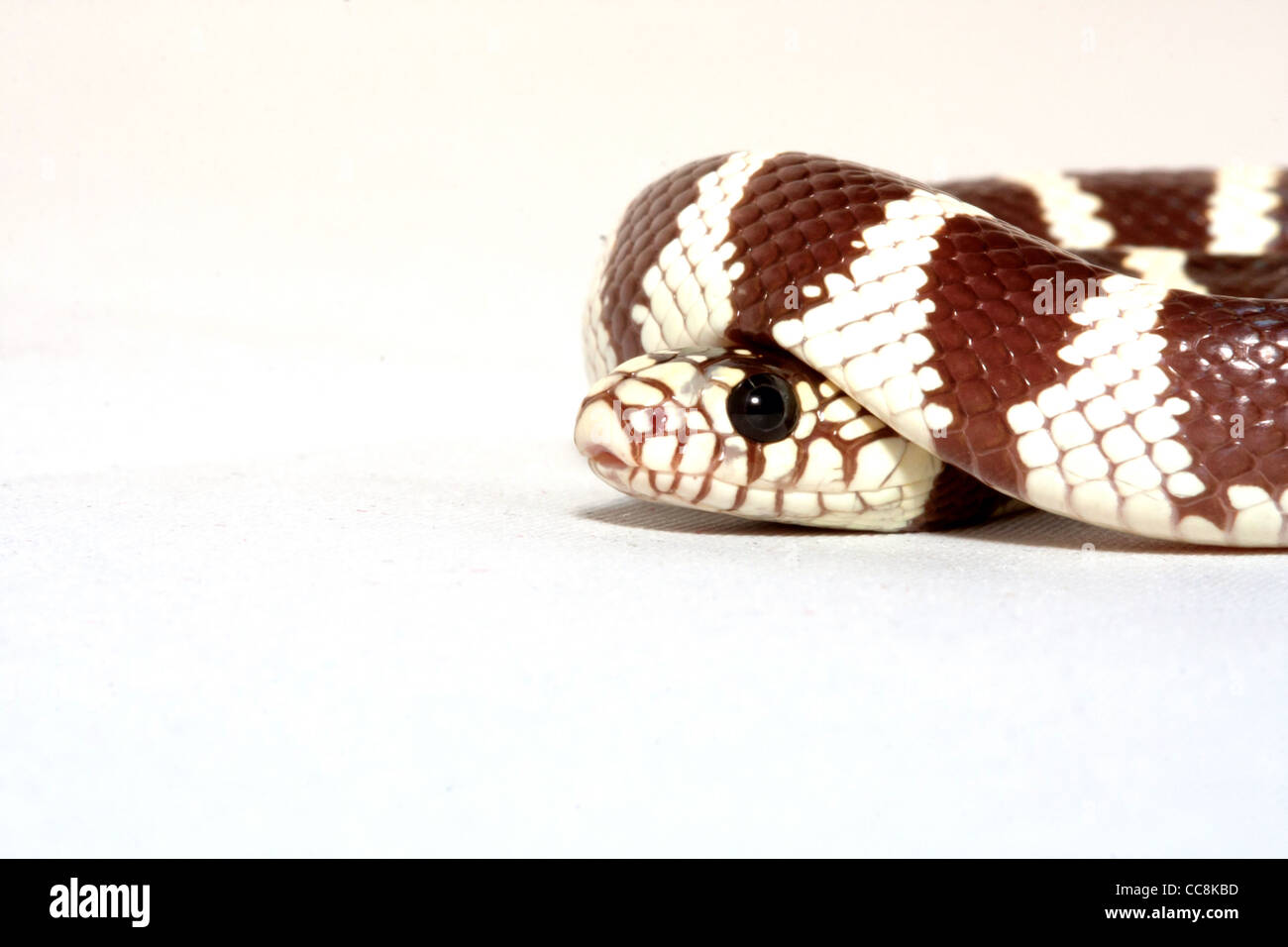 Banded Californian King snake Stock Photo - Alamy