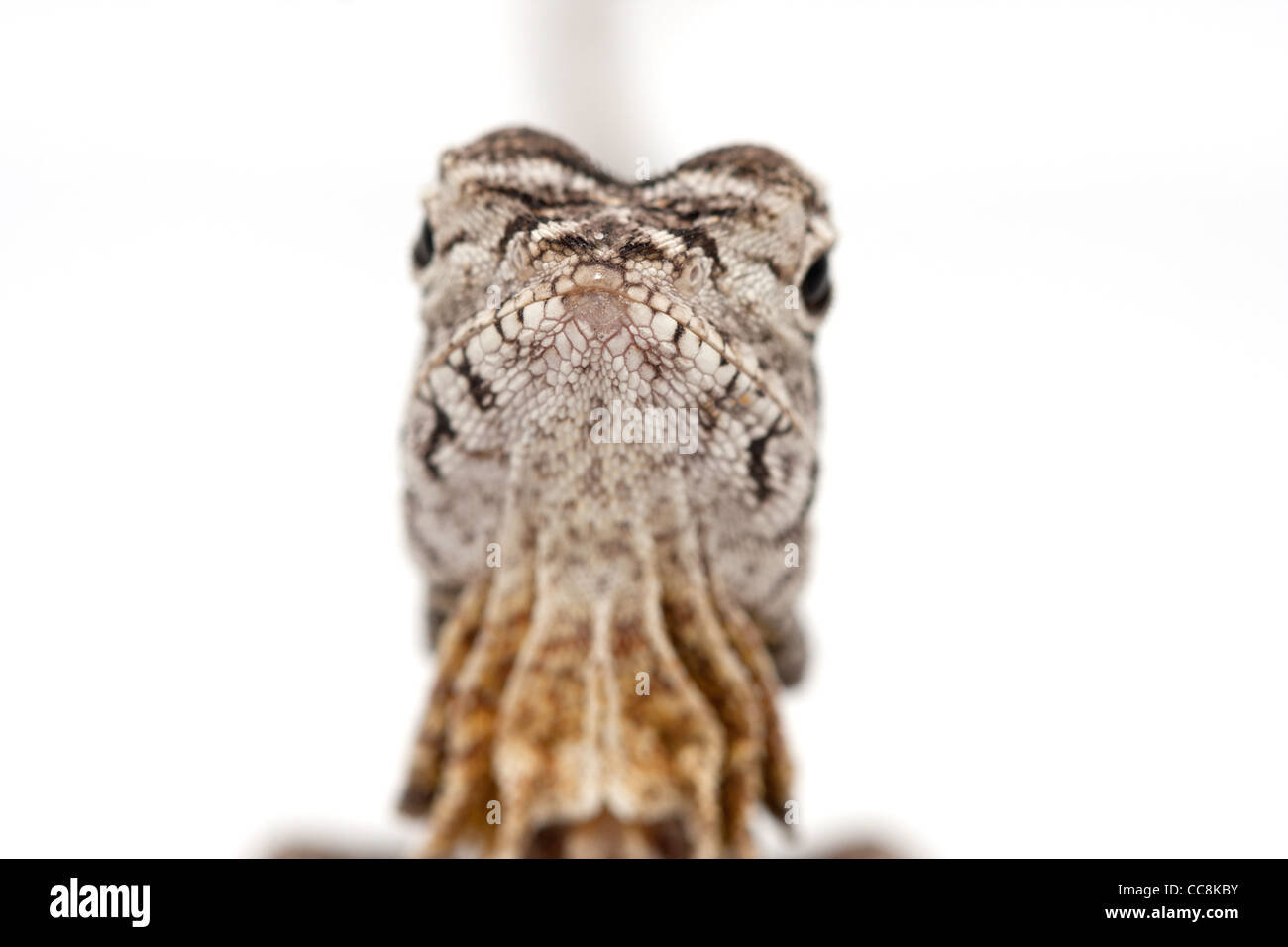 Frill of a frill neck lizard Stock Photo - Alamy