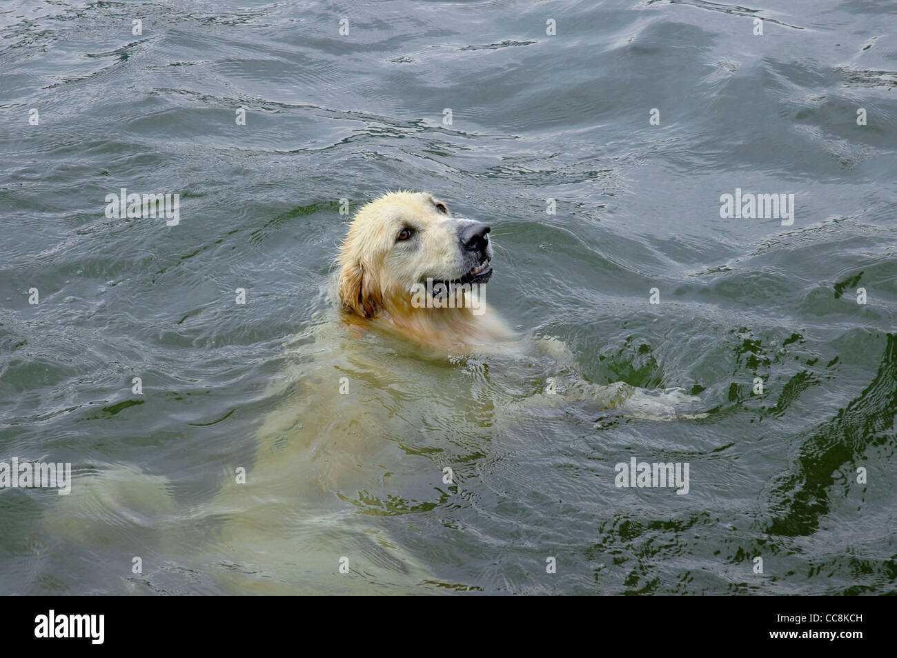 Swimming labrador retriever hi-res stock photography and images - Alamy