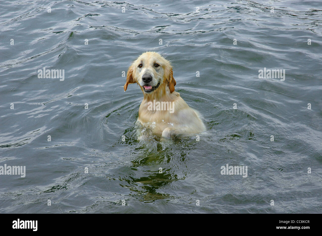 Golden Labrador retriever dog swimming and playing in water Stock Photo ...