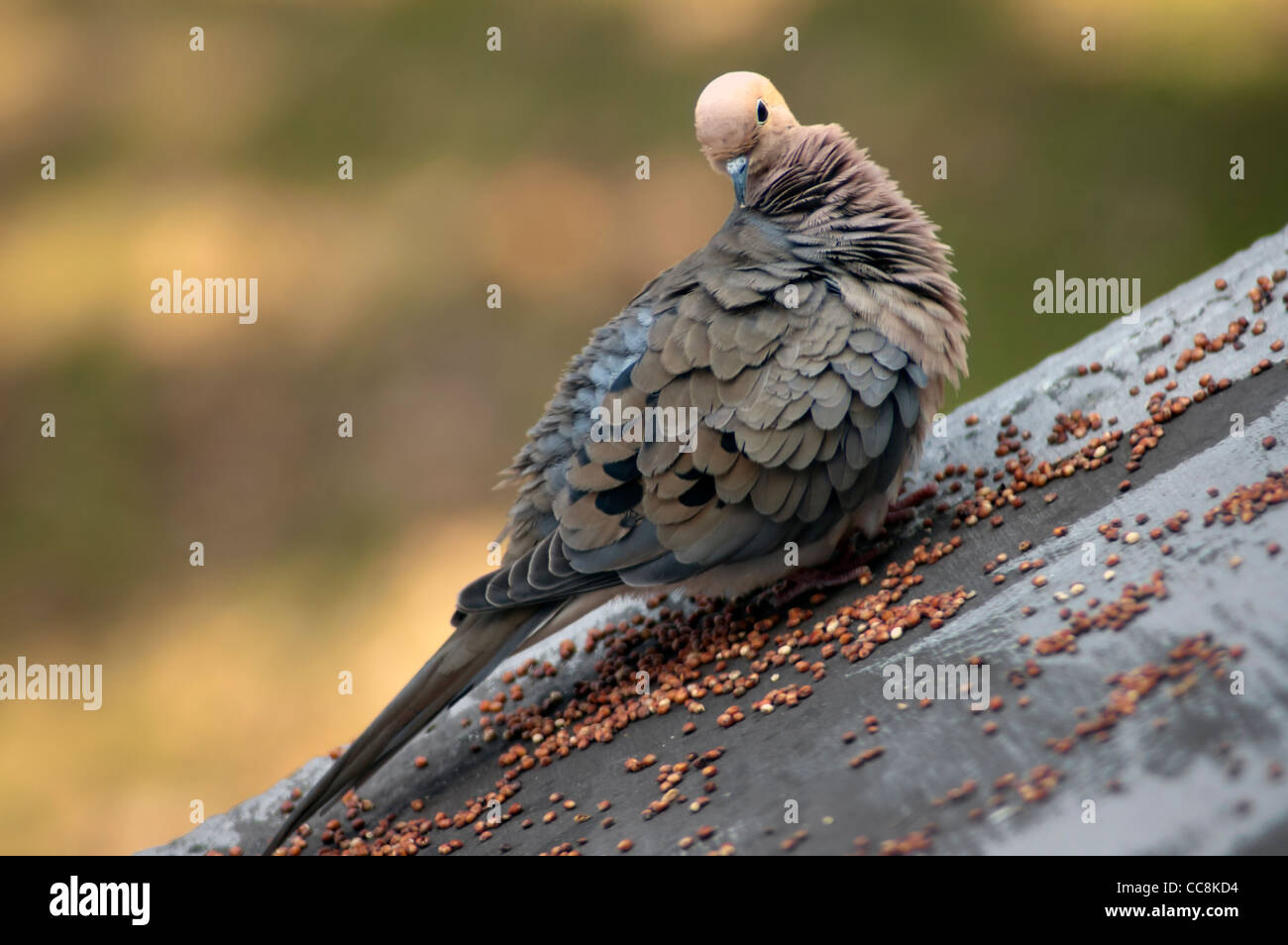 A mourning dove bird Stock Photo - Alamy