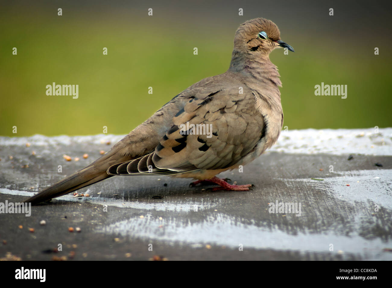 A mourning dove bird Stock Photo - Alamy
