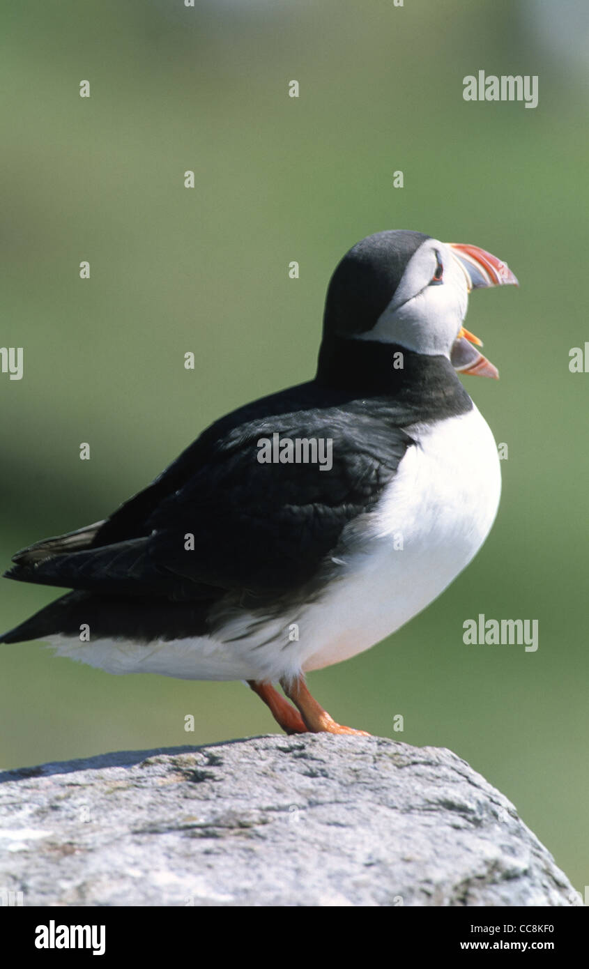 Atlantic Puffin (Fratercula arctica) standing on a rock beak open Stock ...