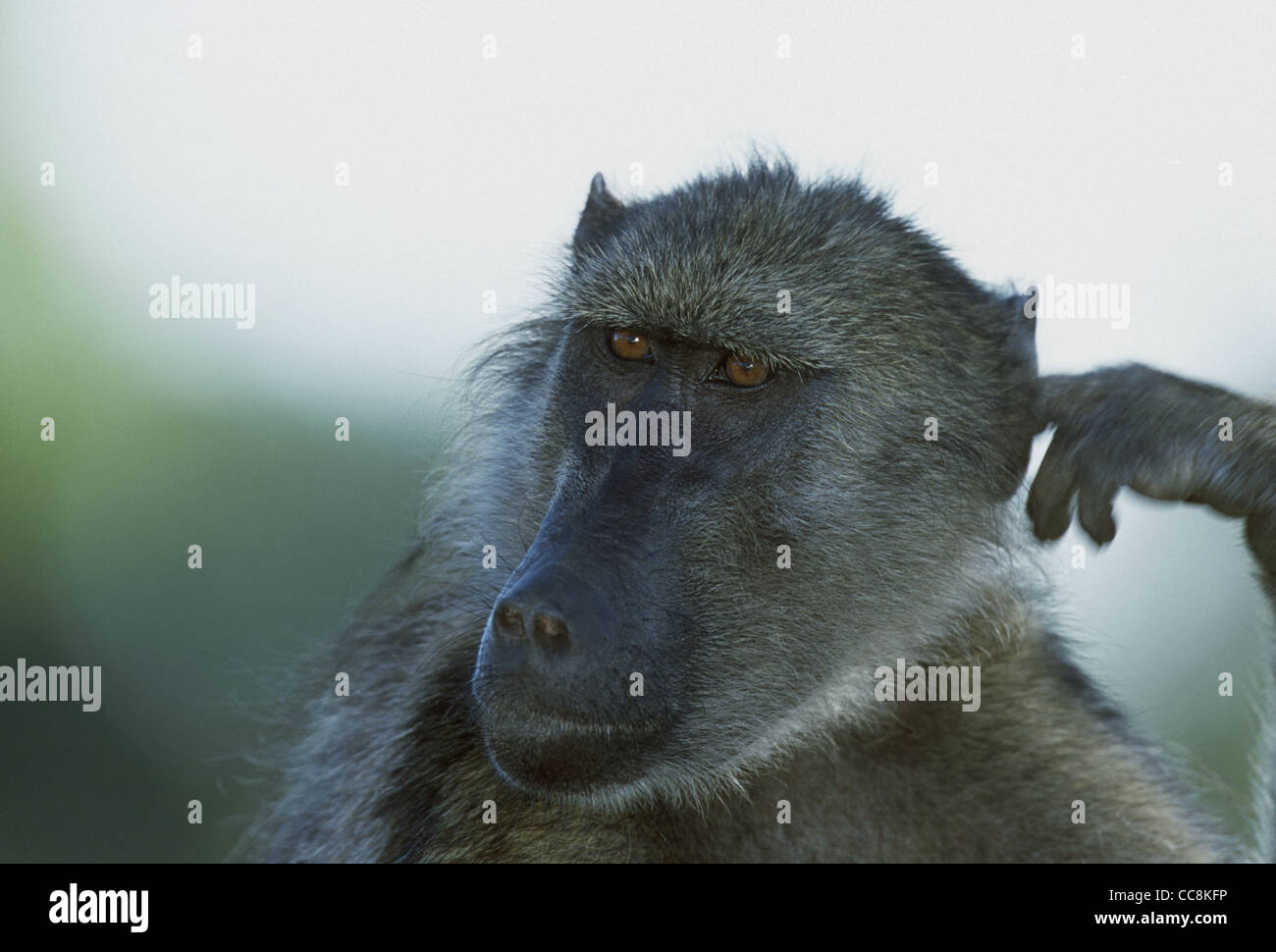 Chacma baboon (Papio ursinus), also known as the Cape baboon, finger in ...