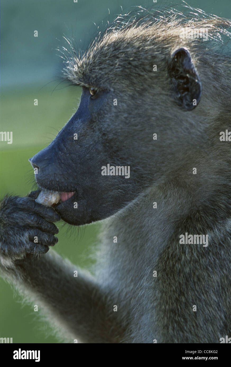 Chacma baboon (Papio ursinus), also known as the Cape baboon hand up to ...