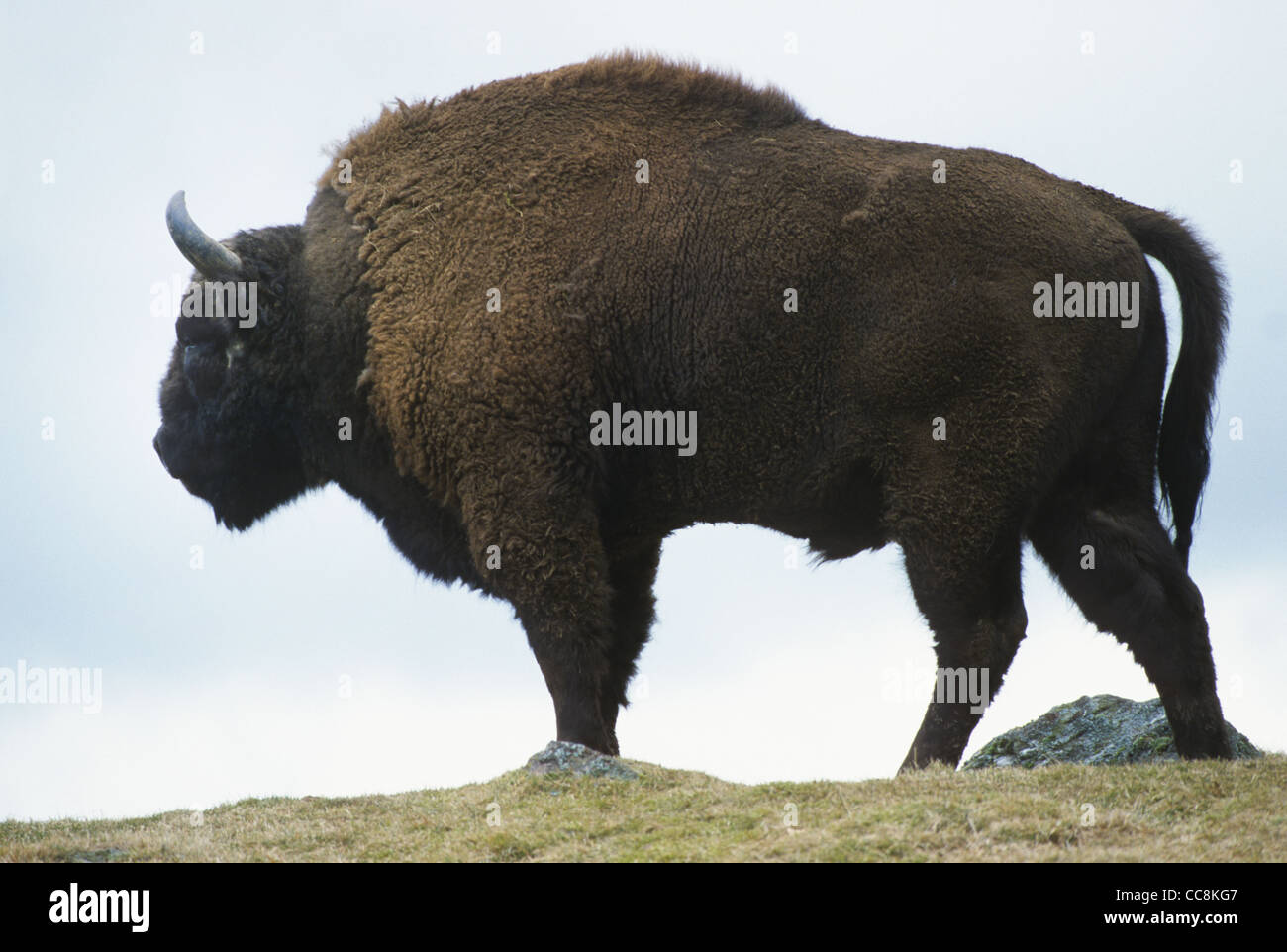 American bison (Bison bison), also commonly known as the American ...