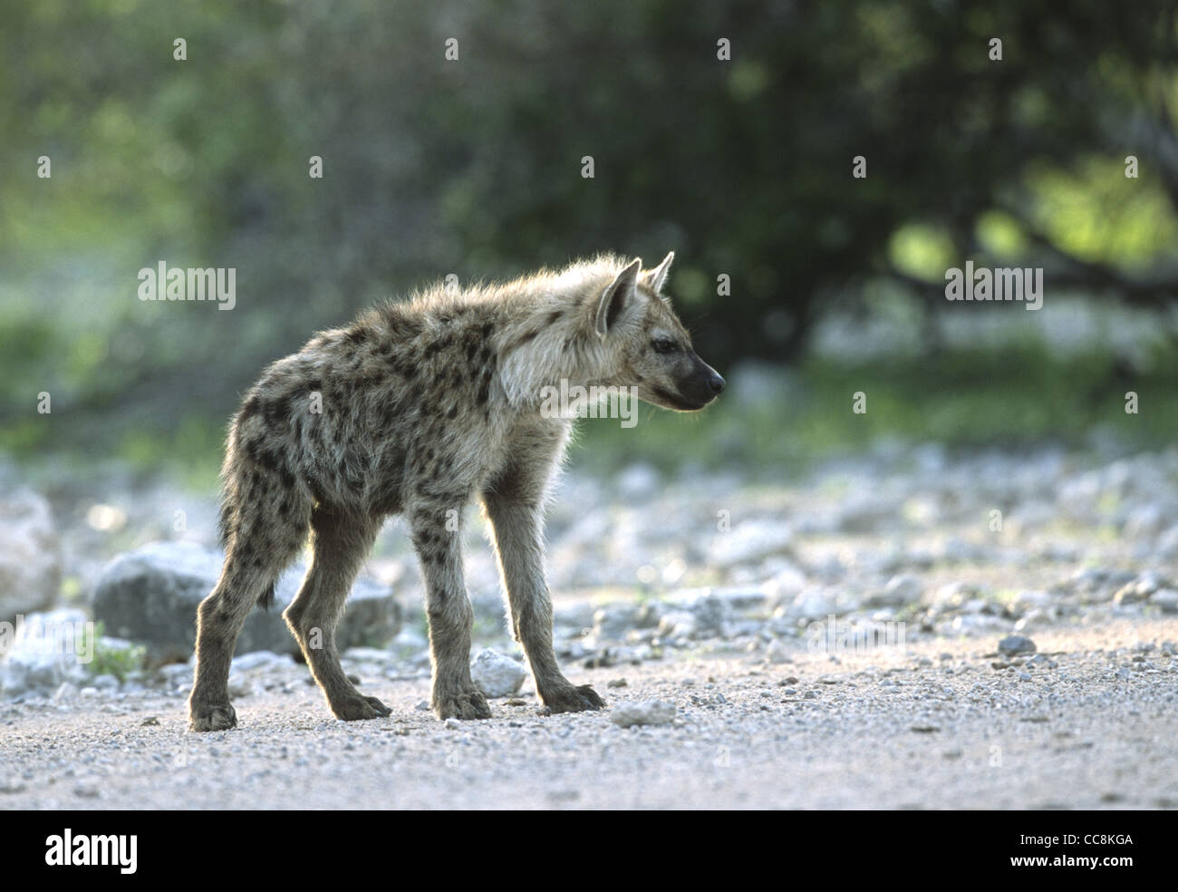 Spotted hyena (Crocuta crocuta) out on the prowl Stock Photo - Alamy