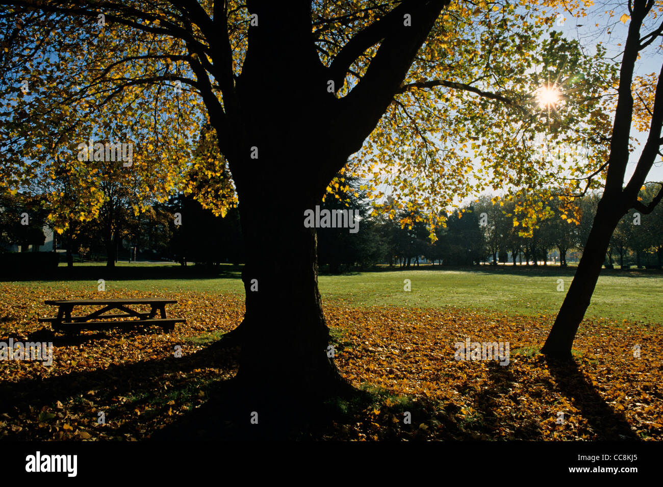 Autumn in the northwest at Greenlake park with maple trees and fall ...