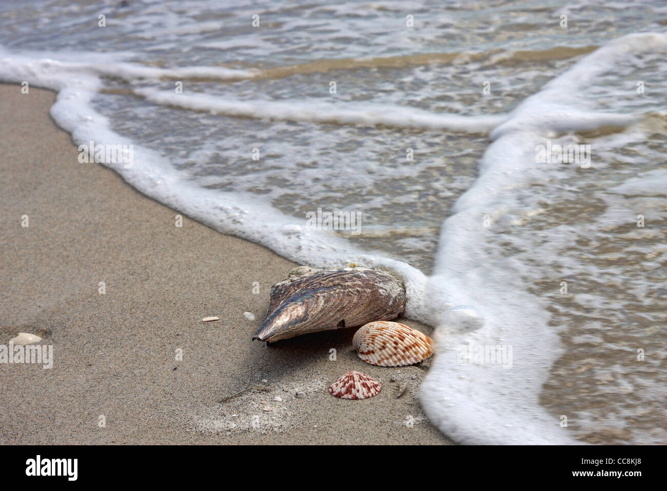 colourful sea shells on the sand with the sea water rippling towards ...