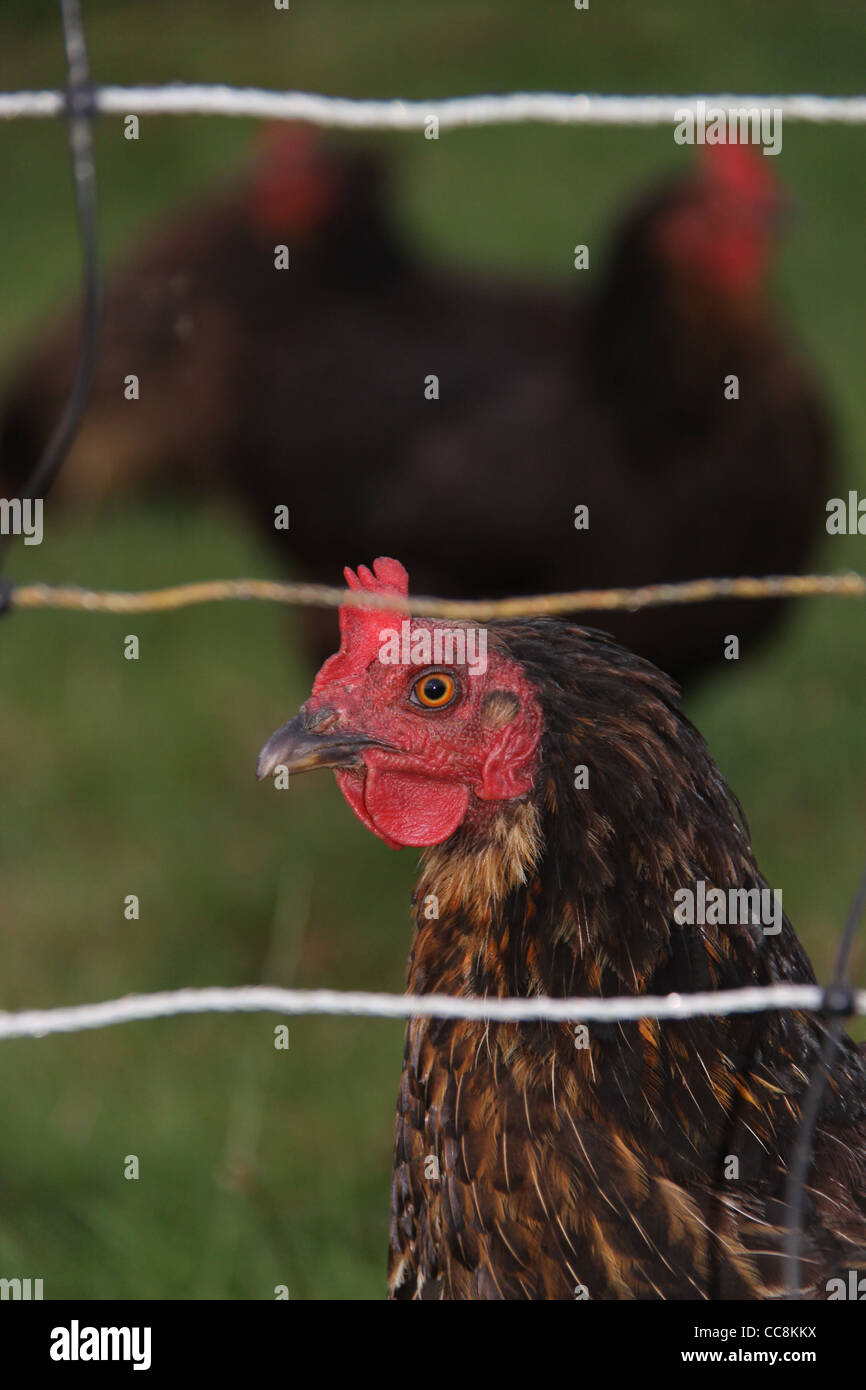 Chicken hen portrait hi-res stock photography and images - Alamy