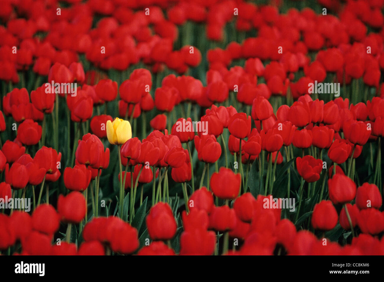 Rows of red tulips with one yellow tulip in Skagit County near Mount ...